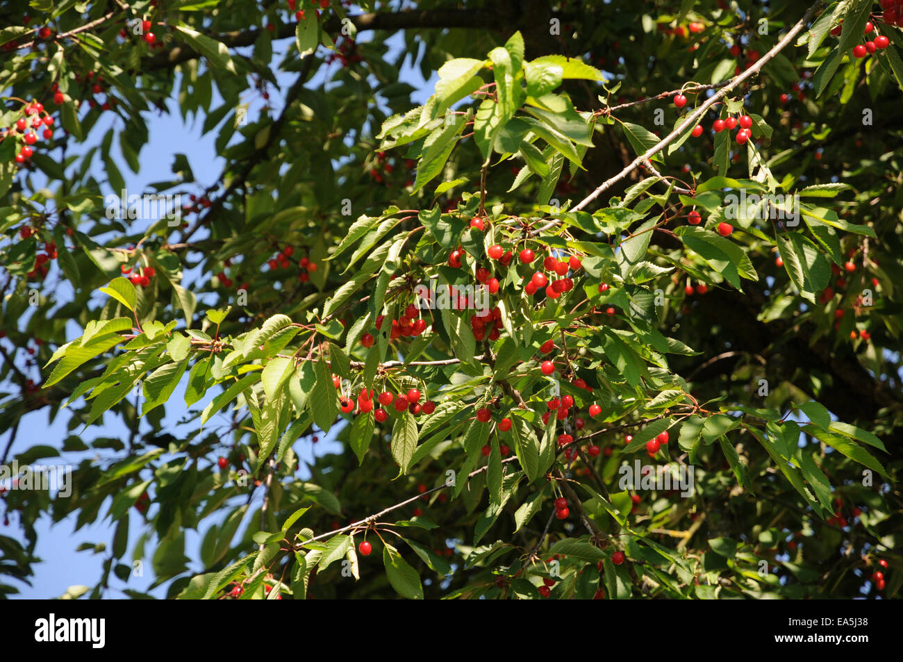 Sweet cherry tree Stock Photo - Alamy