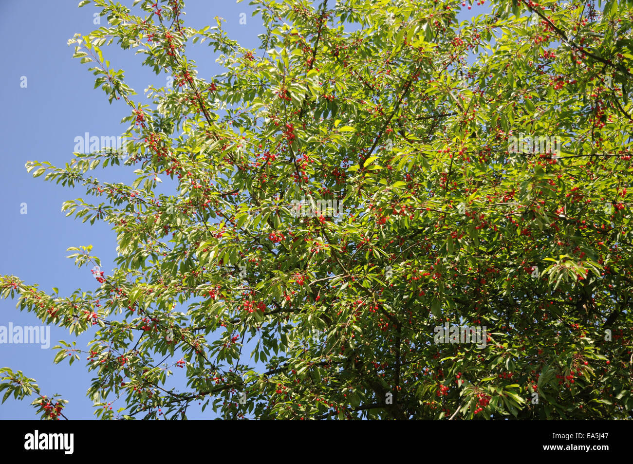 Sweet cherry tree Stock Photo - Alamy