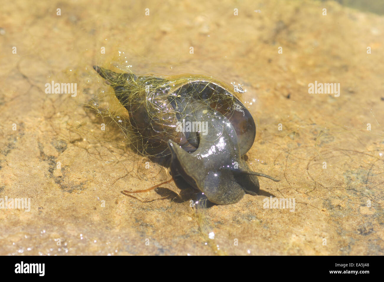Great pond snail Stock Photo - Alamy