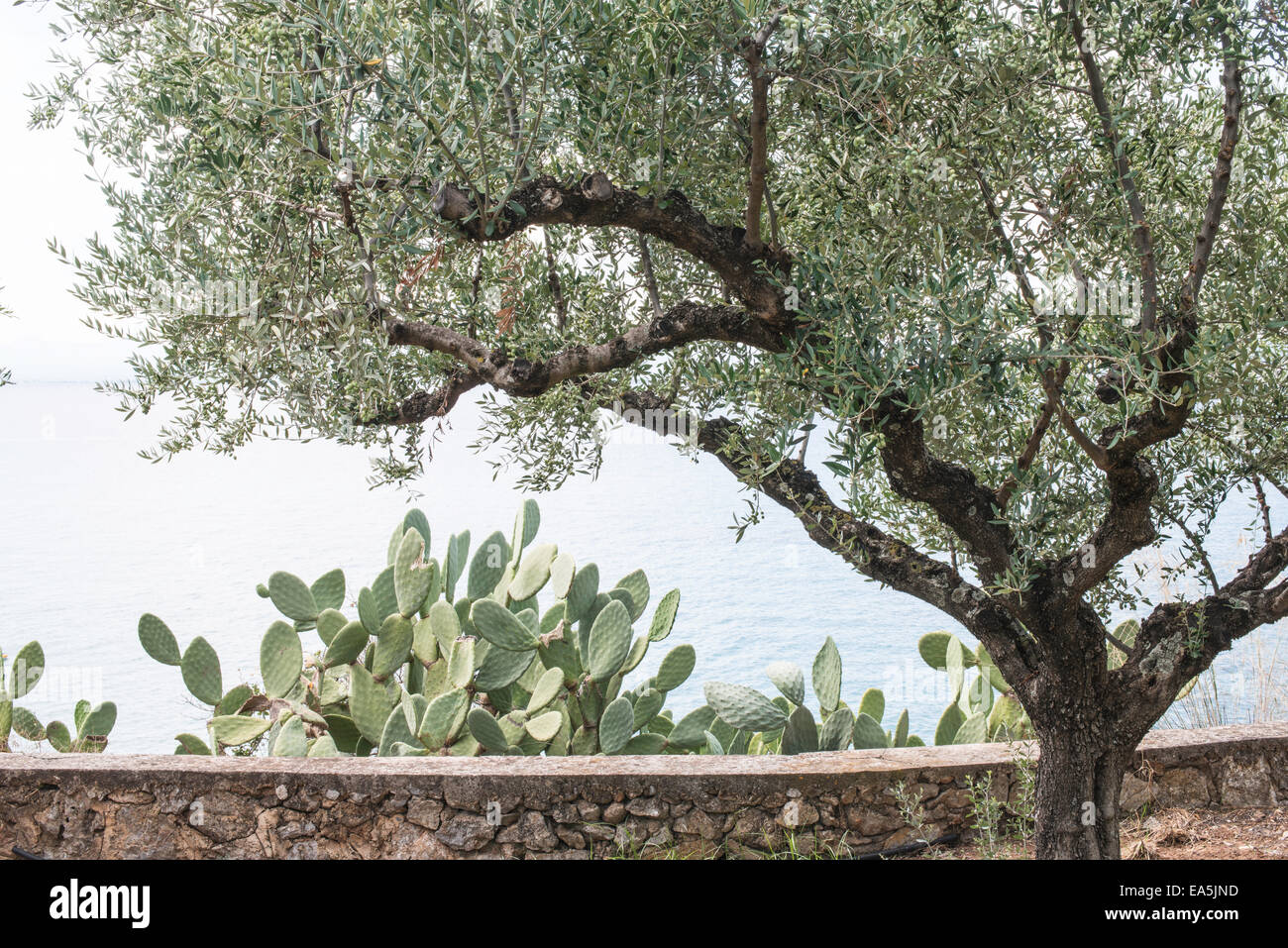 Olive tree on the beach. Blue sky Stock Photo - Alamy