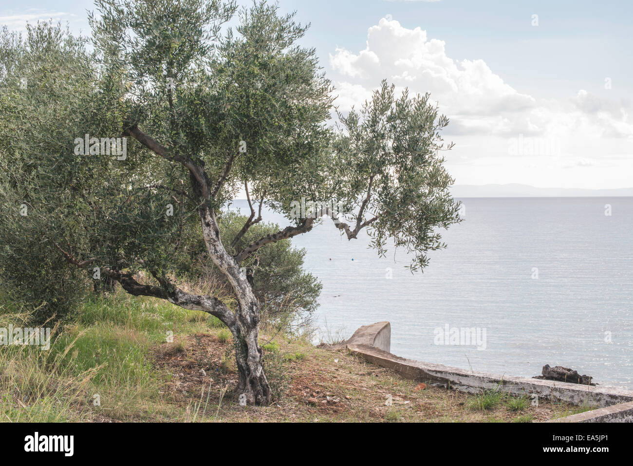Olive trees on the beach hi-res stock photography and images - Alamy