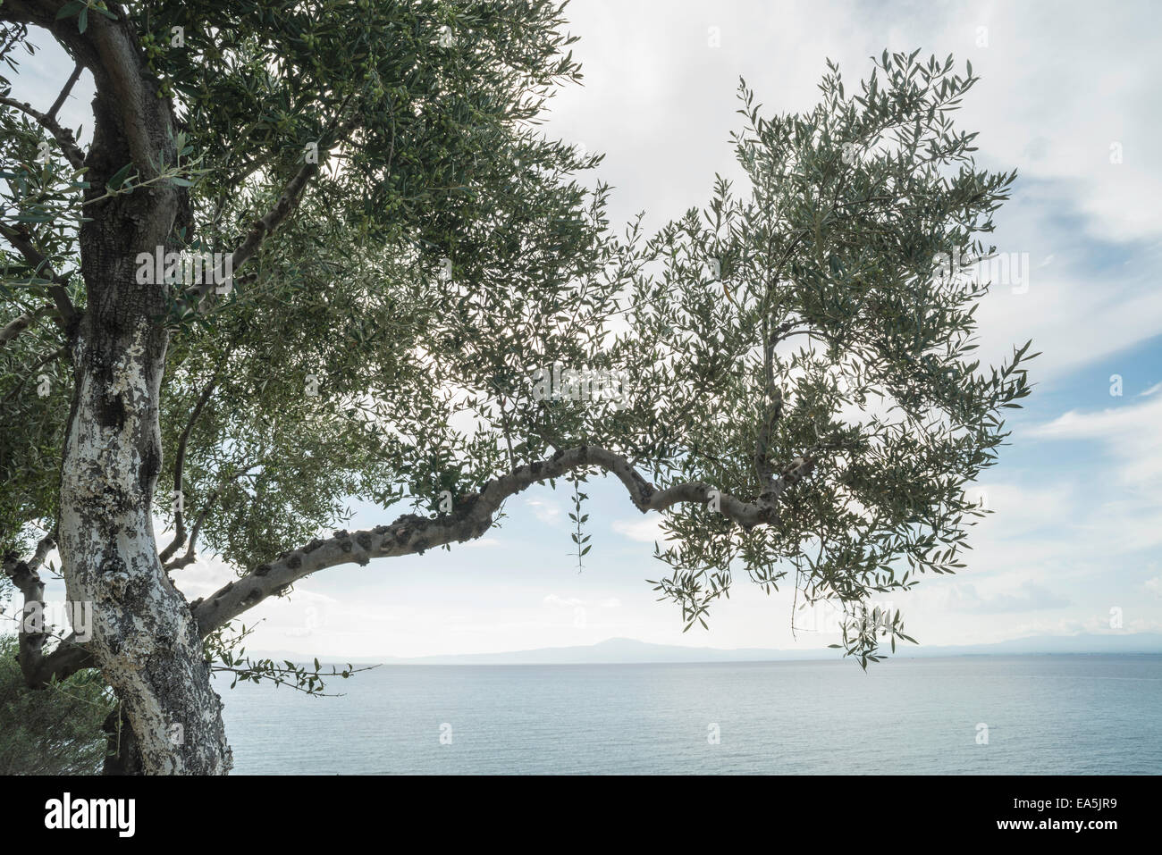 Olive tree on the beach. Blue sky Stock Photo - Alamy