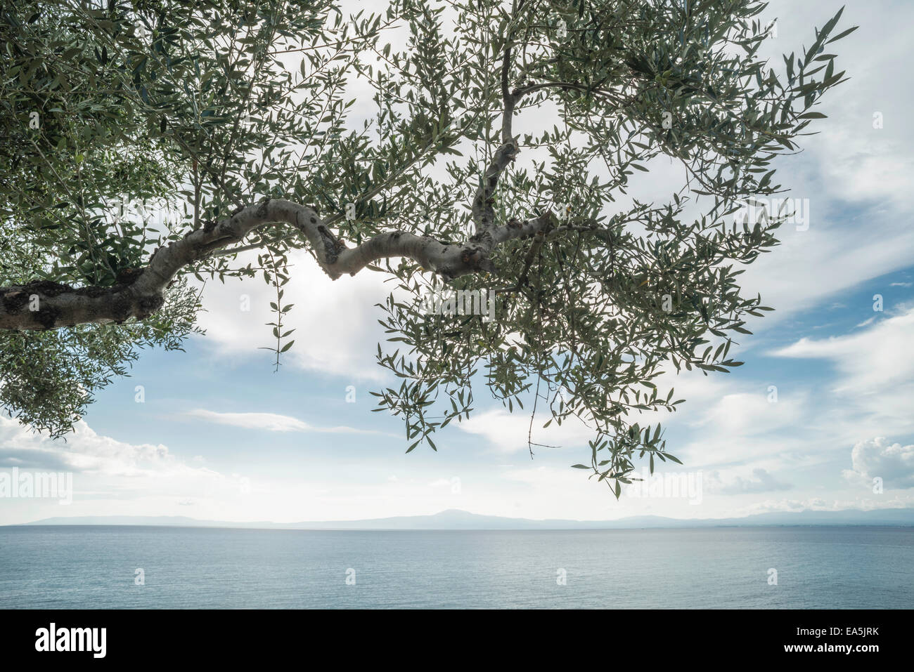 Olive trees on the beach hi-res stock photography and images - Alamy