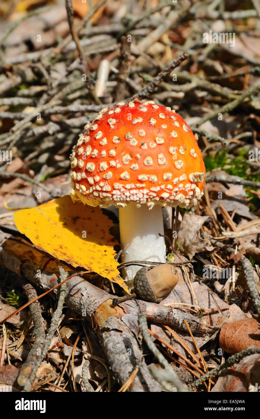 One poisonous mushroom hi-res stock photography and images - Alamy