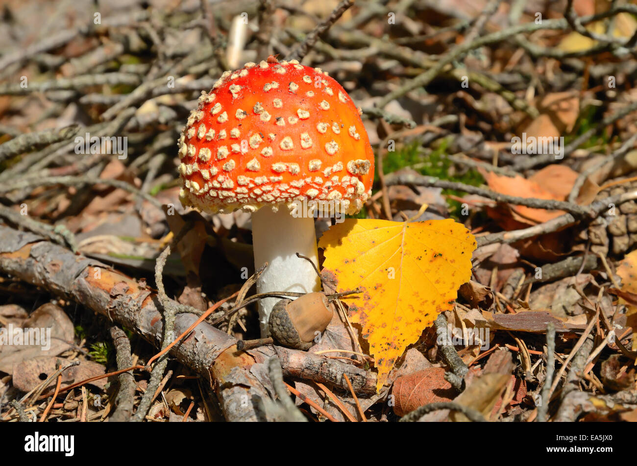 Red cup mushroom hi-res stock photography and images - Alamy