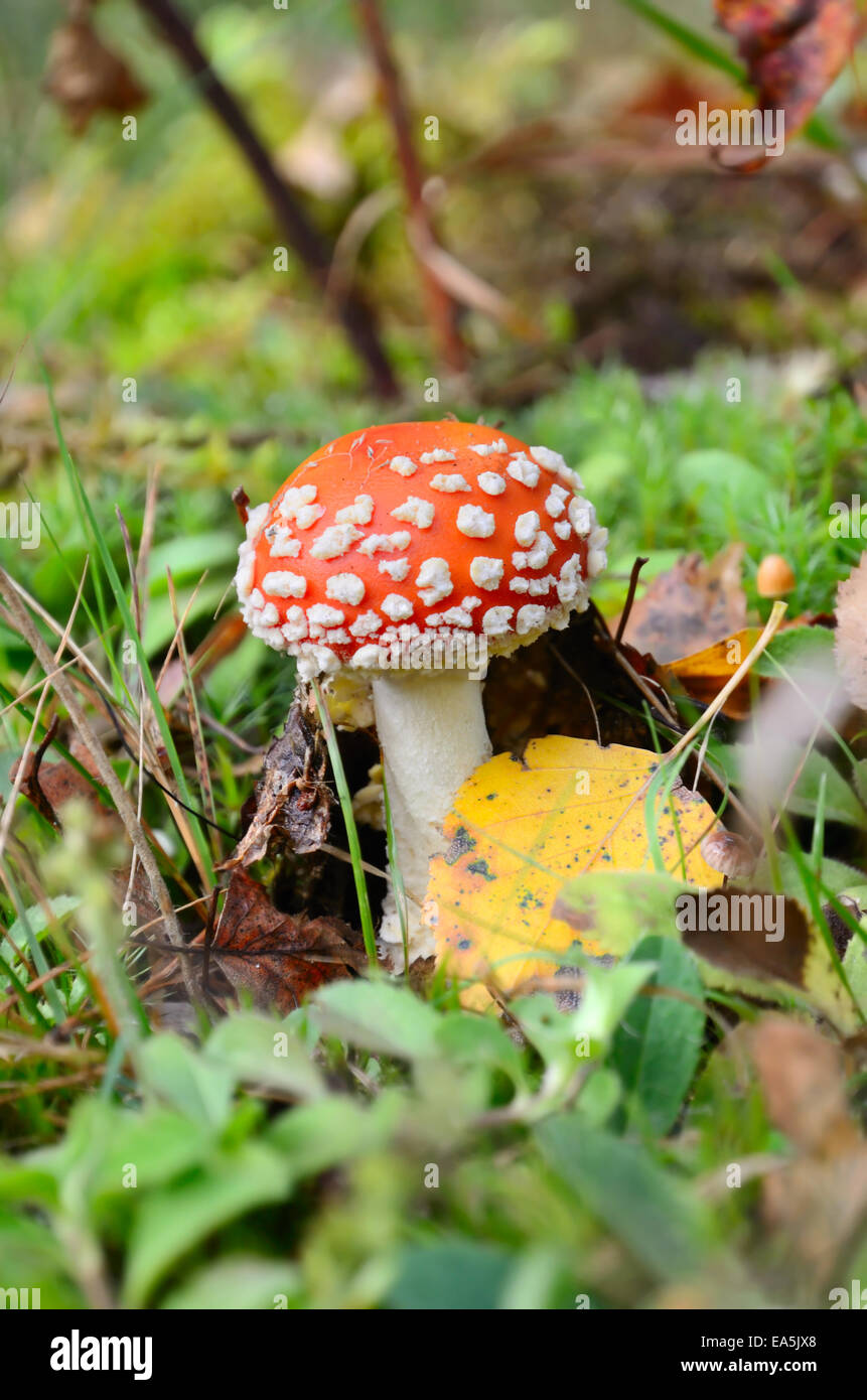 Red poisonous mushroom Stock Photo - Alamy Red poisonous mushroom Stock Photo - Alamy
