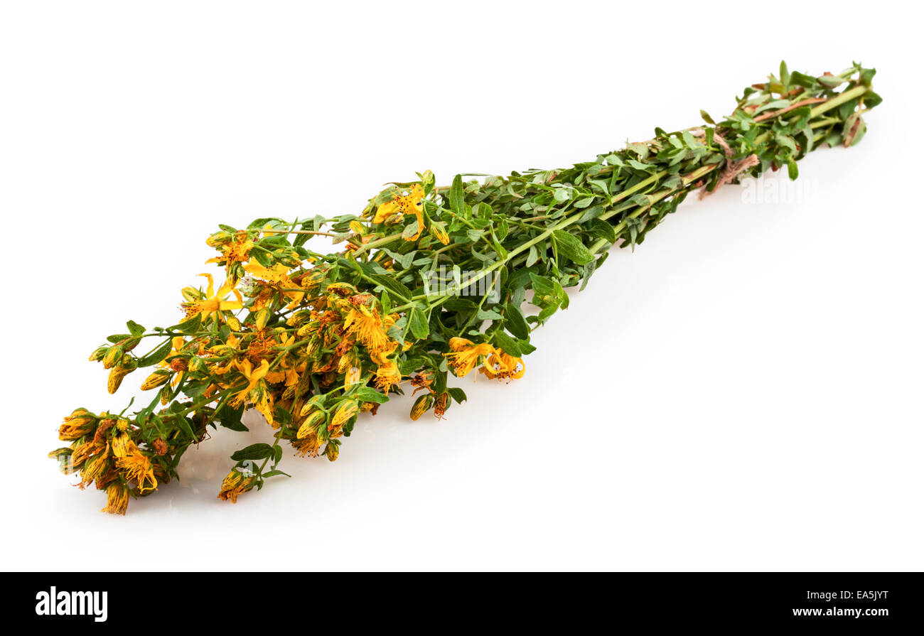 Inflorescence of plants Cut Out Stock Images & Pictures - Alamy