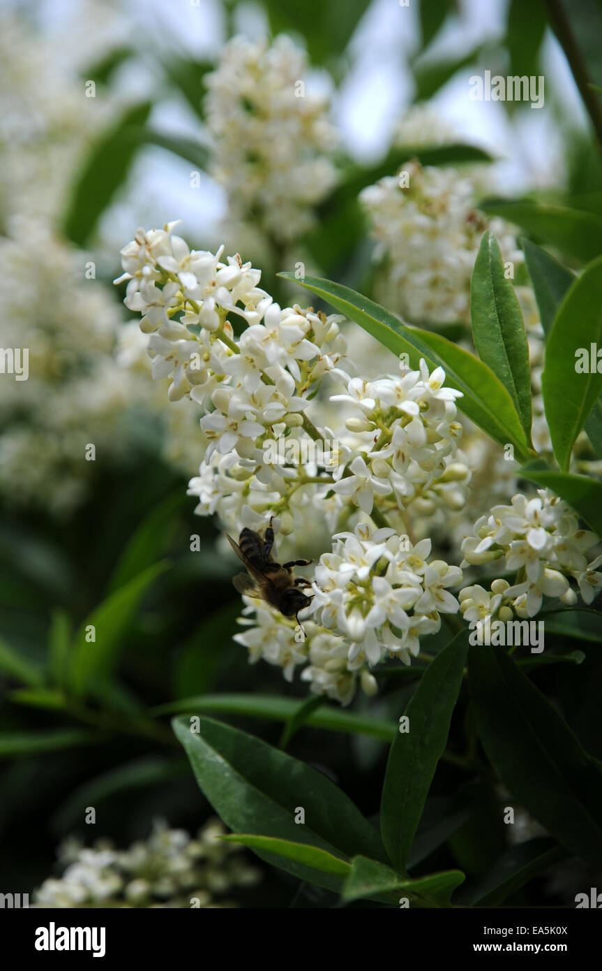 Liguster hedge hi-res stock photography and images - Alamy