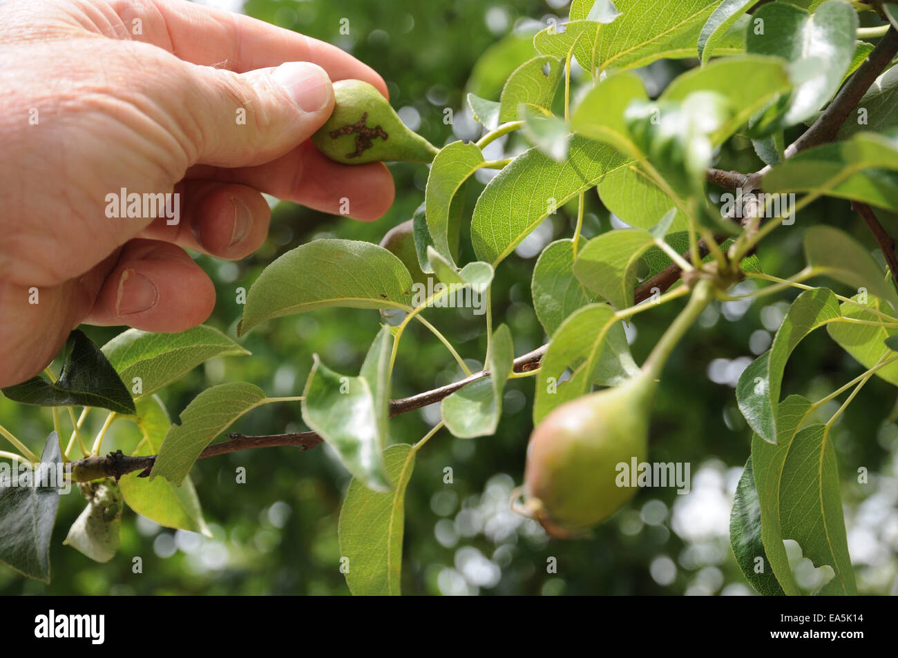 Pear Tree Pruning Stock Photos & Pear Tree Pruning Stock Images - Alamy