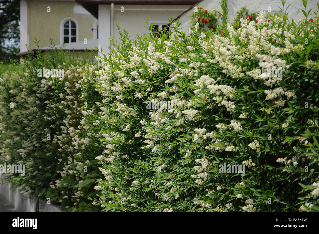 Privet shrubs hi-res stock photography and images - Alamy