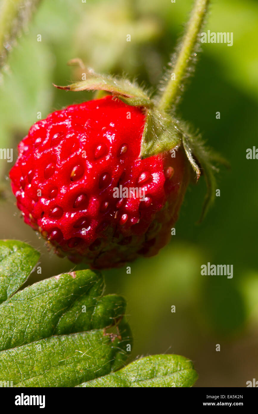 Fresh strawberry, natural green background Stock Photo - Alamy