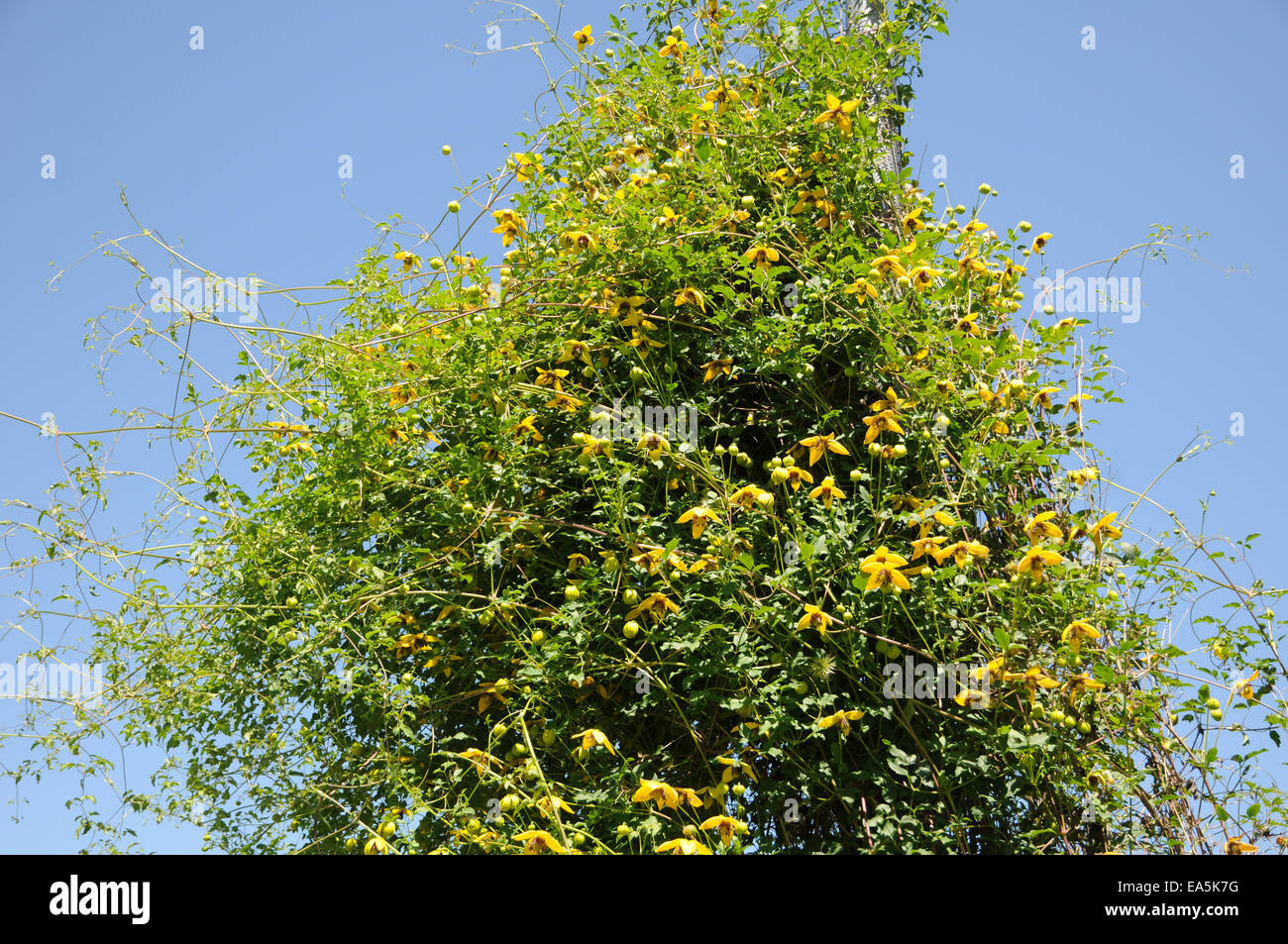 Golden clematis hi-res stock photography and images - Alamy
