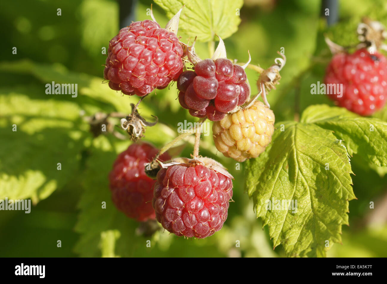 Thimbleberry hi-res stock photography and images - Alamy