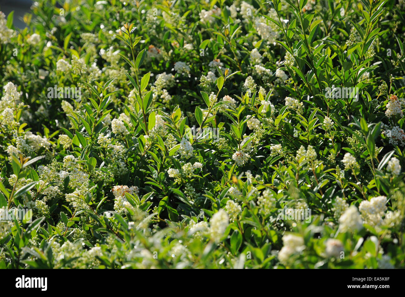 Privet hedges hi-res stock photography and images - Alamy