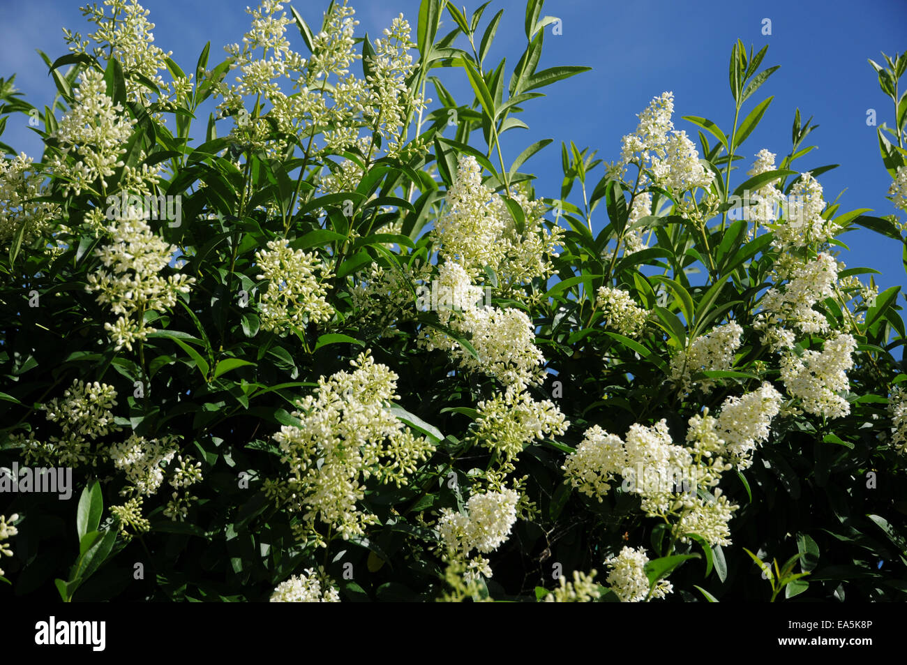 Privet Stock Photo - Alamy