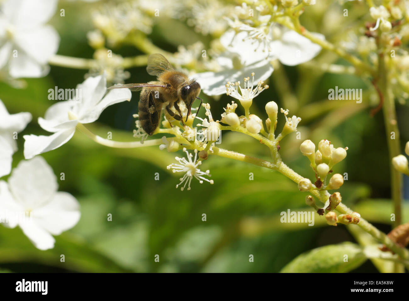 Climbing hydrangea bee hi-res stock photography and images - Alamy