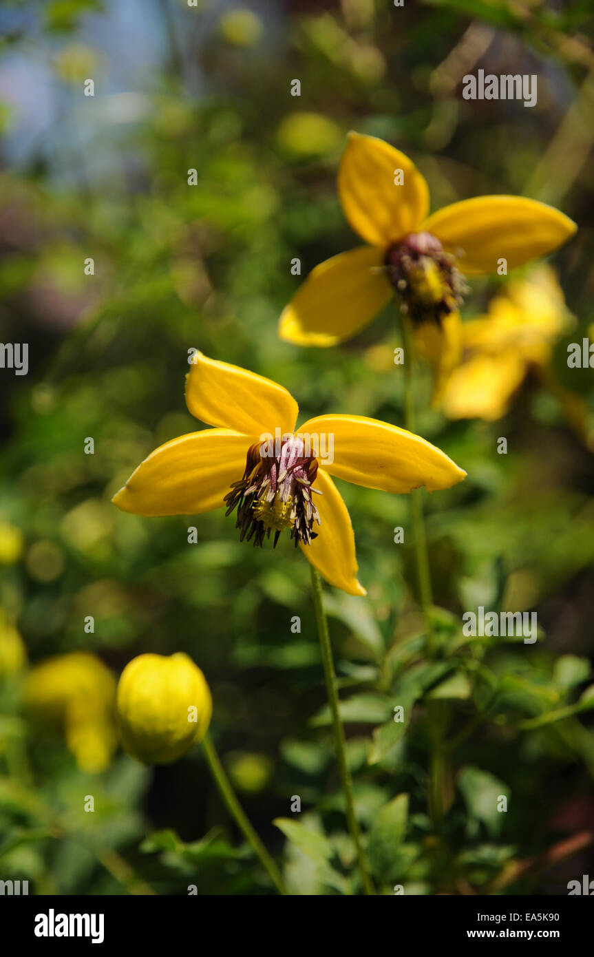 Golden clematis hi-res stock photography and images - Alamy