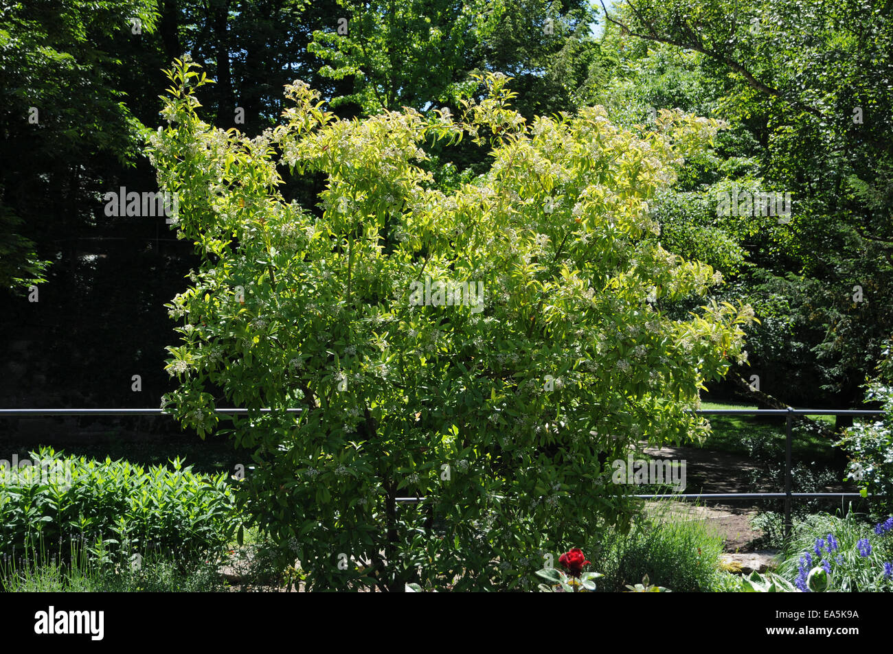 Stranvaesia davidiana hi-res stock photography and images - Alamy