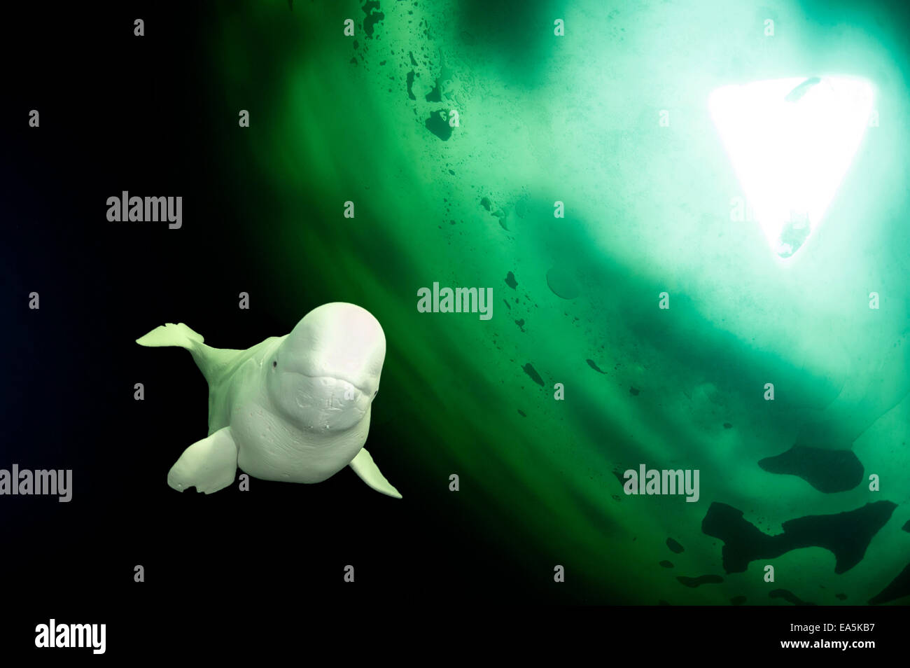 Beluga whale underwater ice hi-res stock photography and images - Alamy