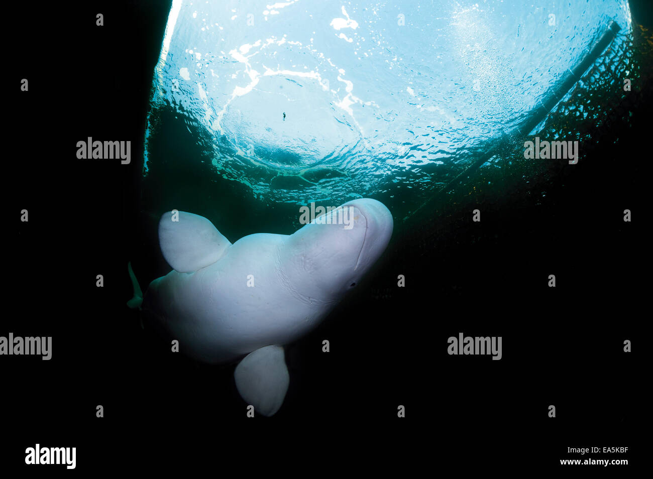Beluga whale underwater ice hi-res stock photography and images - Alamy