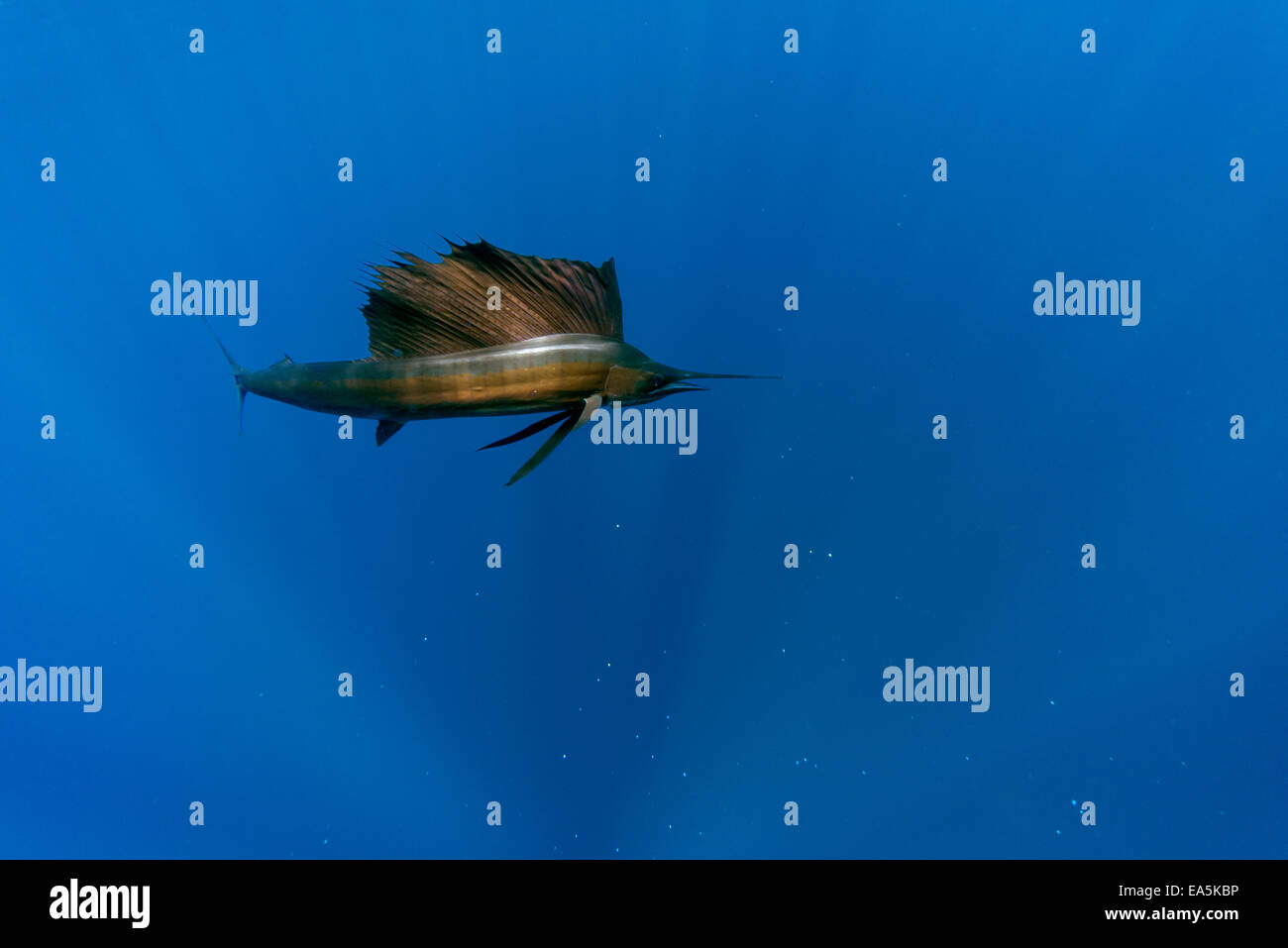 Mexico, Yucatan, Isla Mujeres, Caribbean Sea, Indo-Pacific sailfish ...