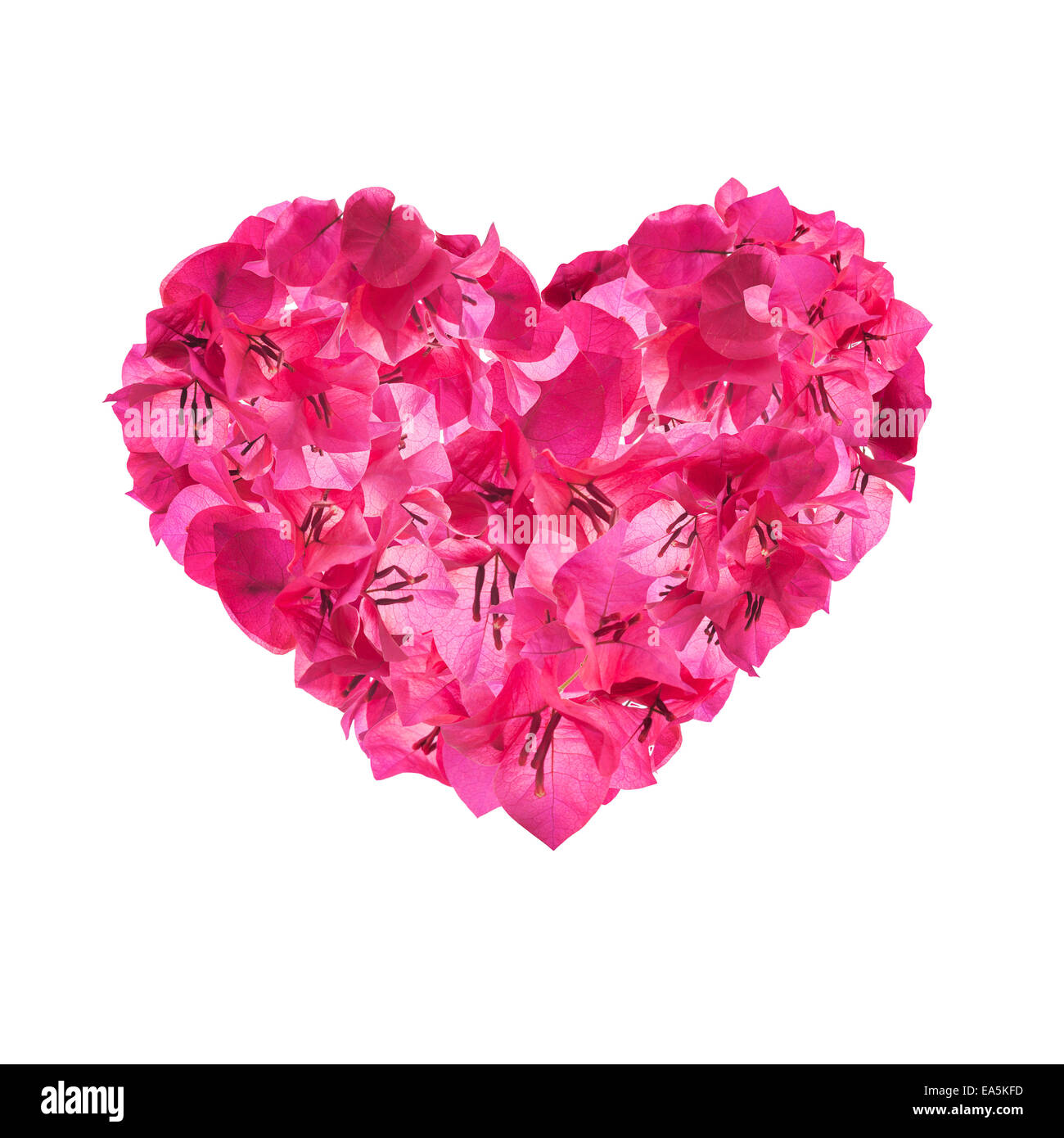 Beautiful light blue flower Cut Out Stock Images & Pictures - Alamy