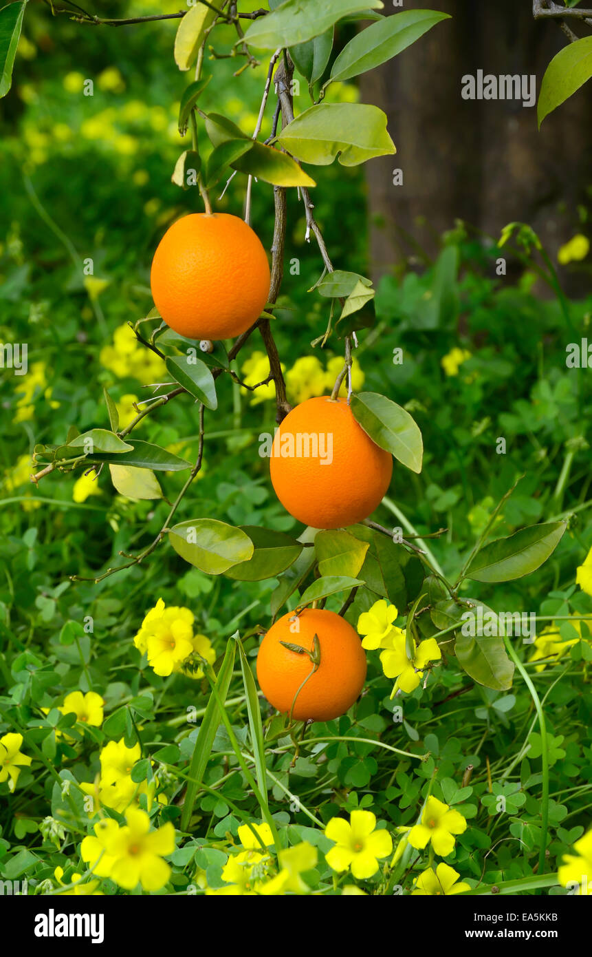 Oranges on a tree Stock Photo - Alamy