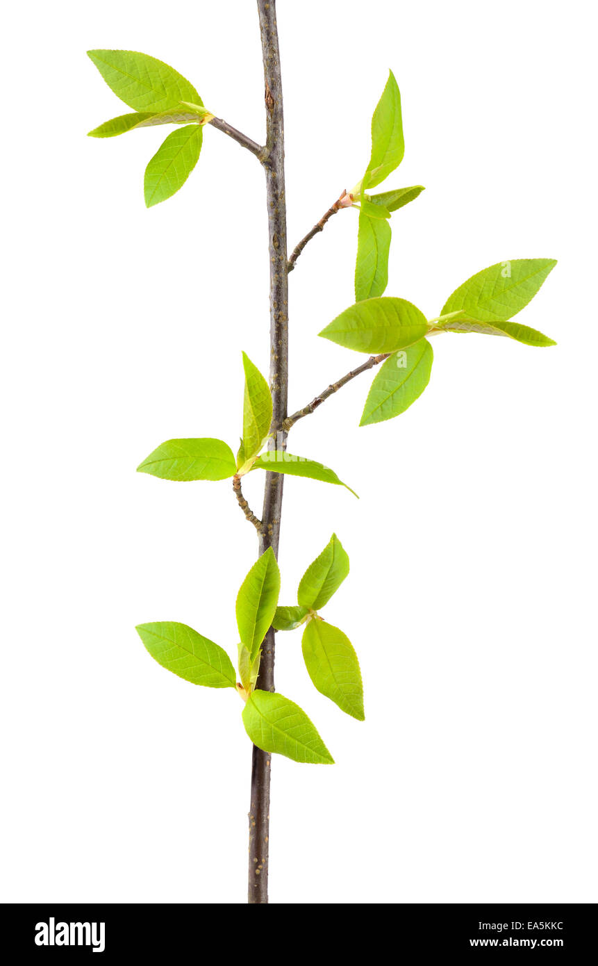 Young spring leaves Stock Photo - Alamy