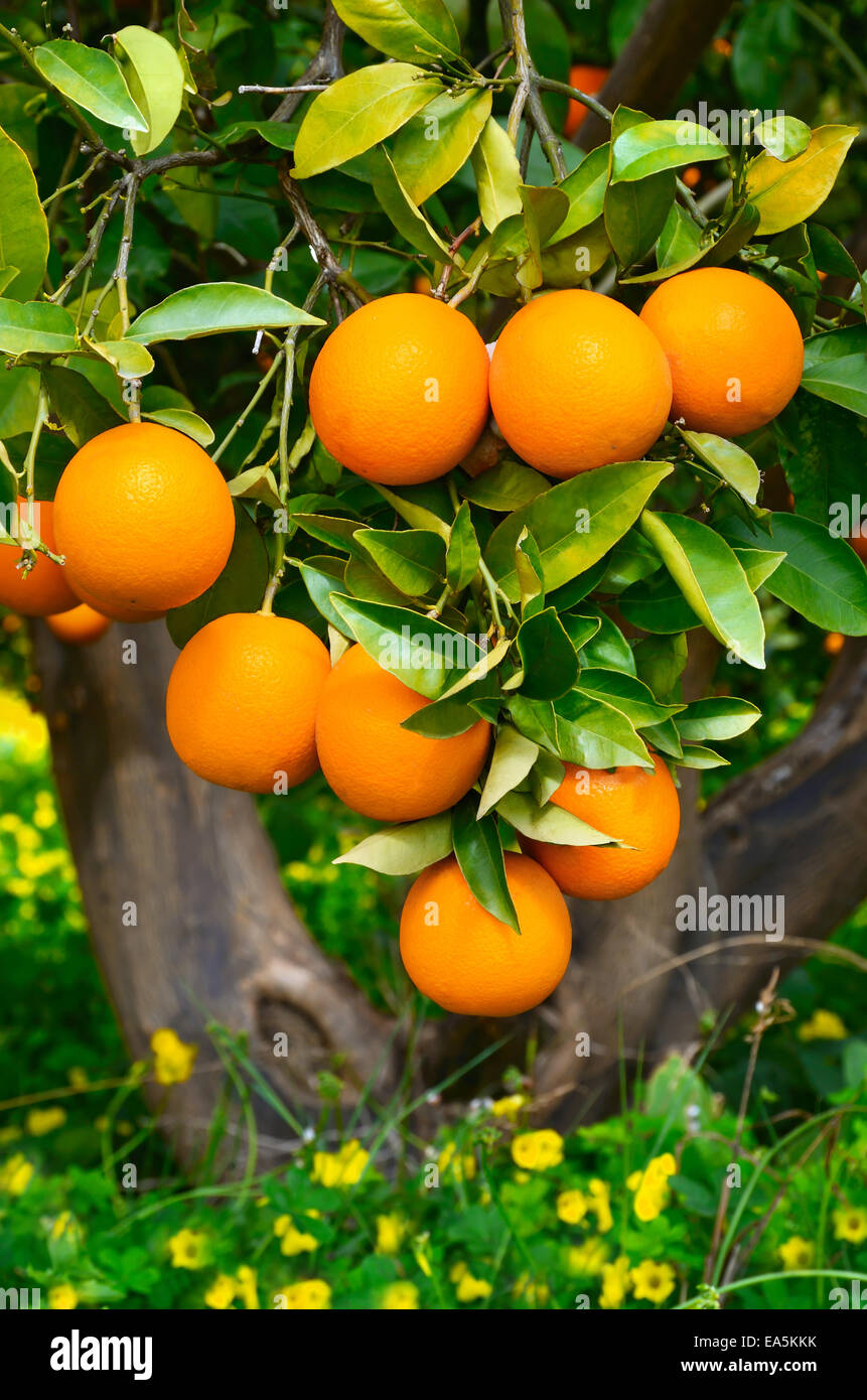 Oranges on a tree Stock Photo - Alamy