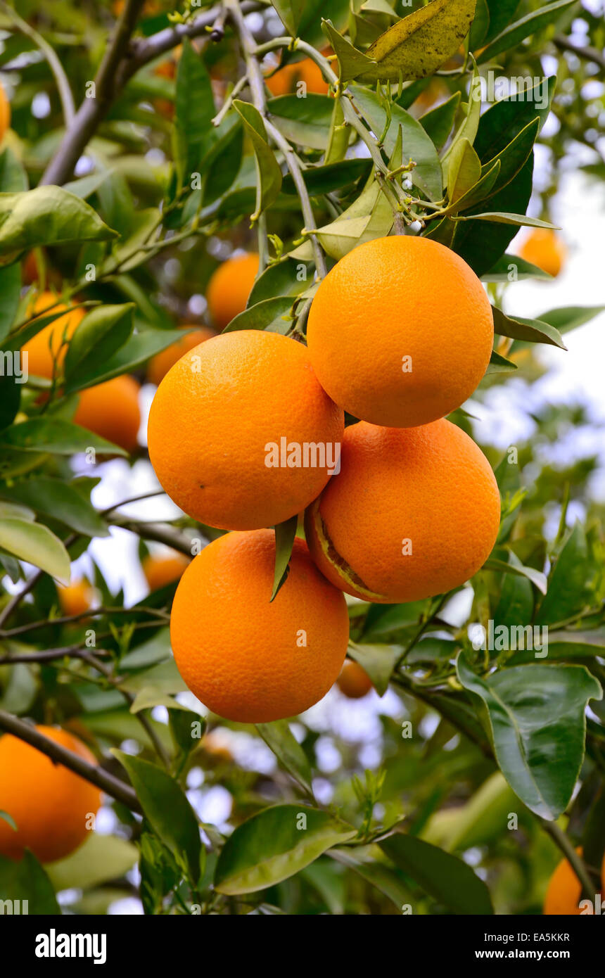 Oranges on tree close hi-res stock photography and images - Alamy