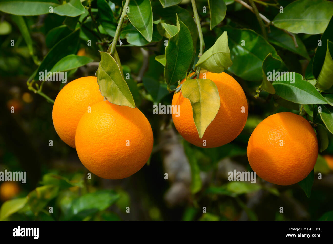 Oranges on a tree hi-res stock photography and images - Alamy