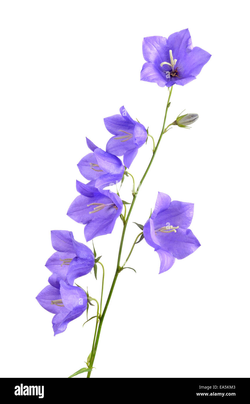Harebell flowers bellflower Cut Out Stock Images & Pictures - Alamy