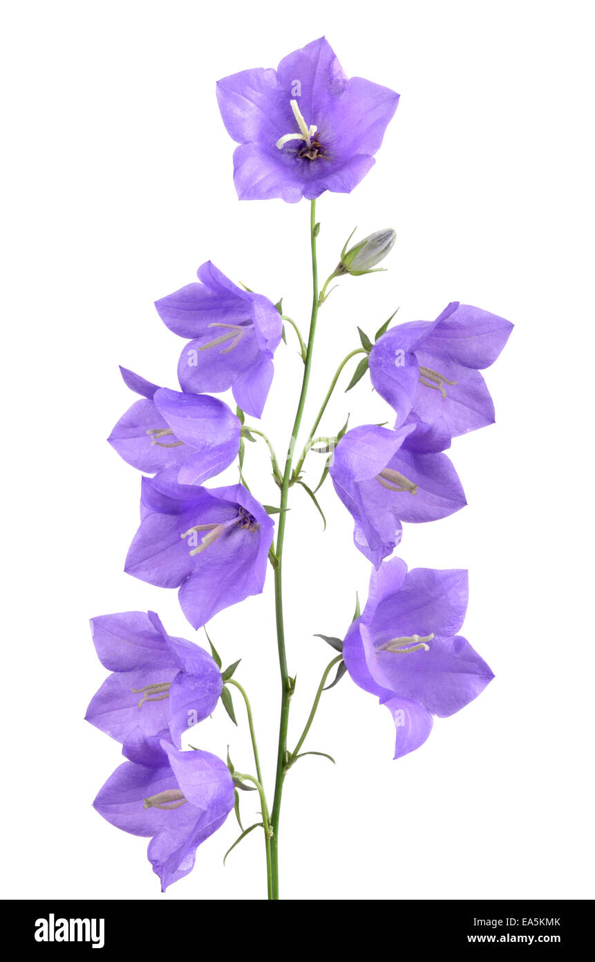 Harebell flowers bellflower Cut Out Stock Images & Pictures - Alamy