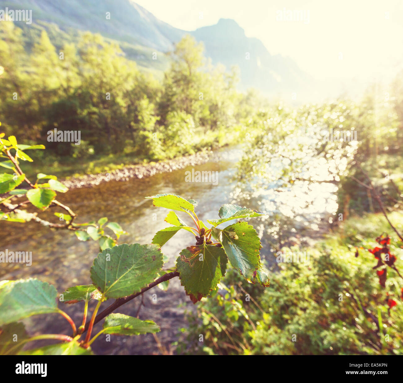 Summer in Norway Stock Photo - Alamy