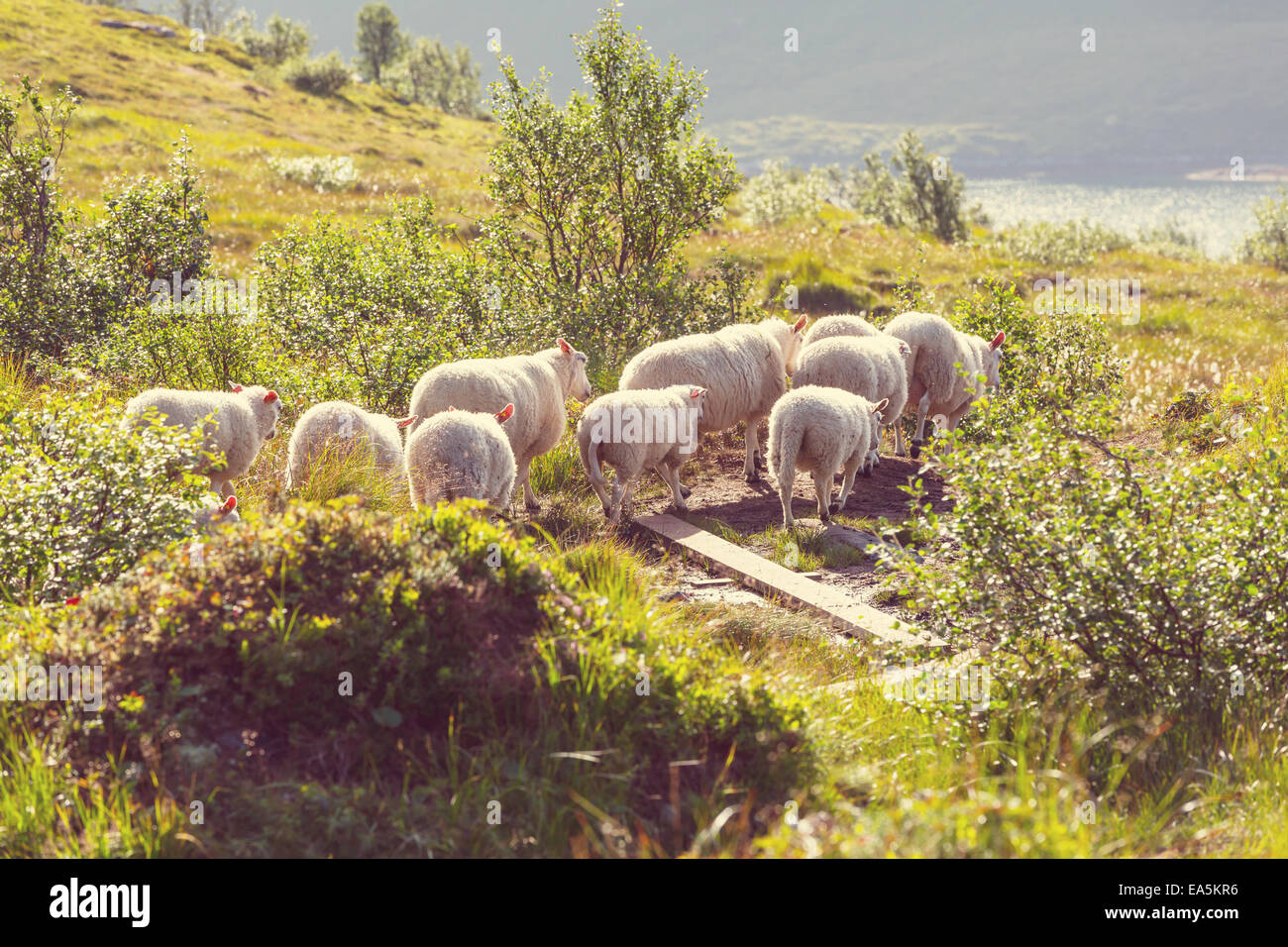 Sheep in Norway Stock Photo - Alamy