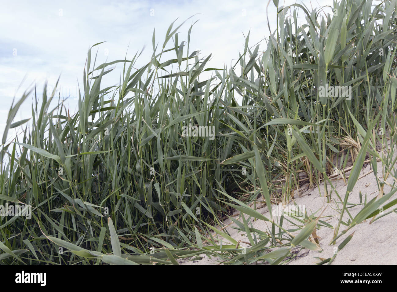 Marram landschaft hi-res stock photography and images - Alamy