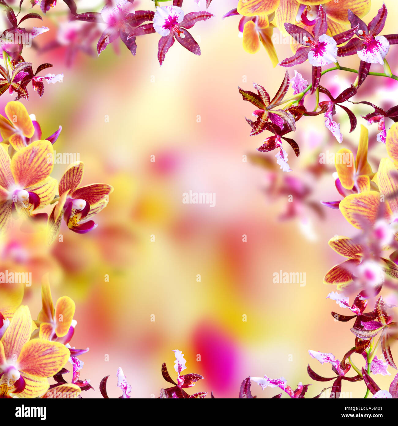 Frame orchid hi-res stock photography and images - Alamy