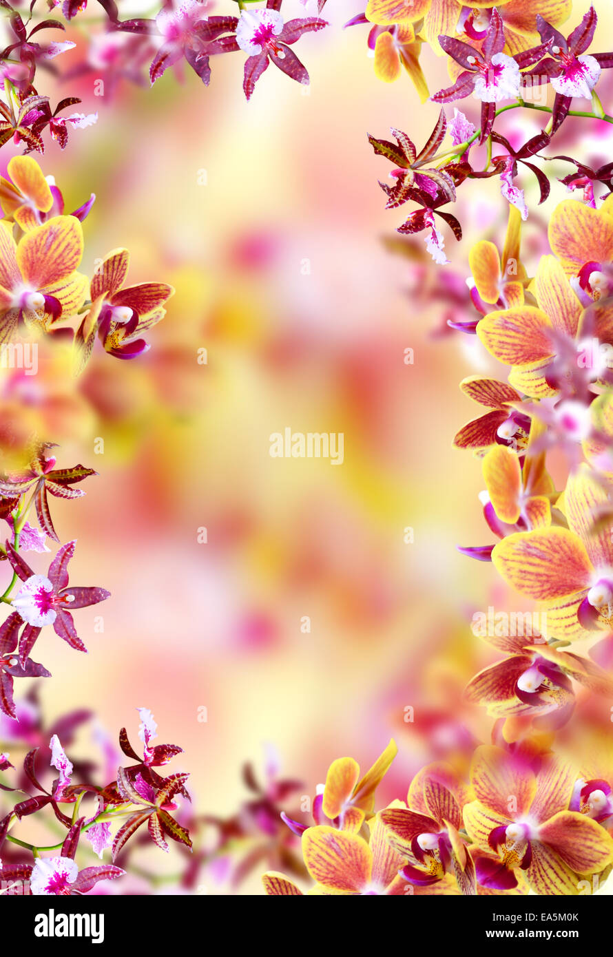 Red orchid frame Stock Photo - Alamy