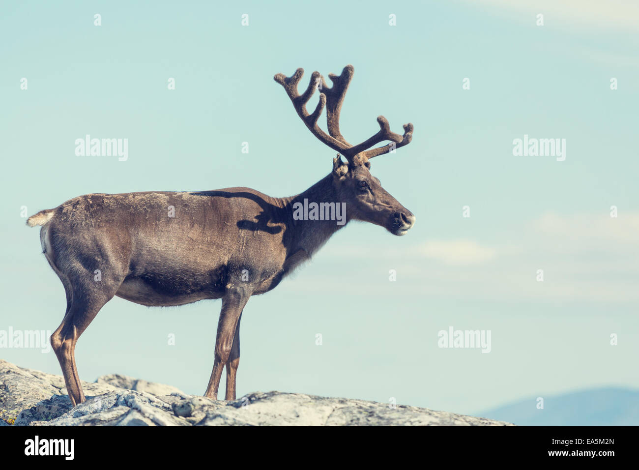 Raindeer hi-res stock photography and images - Alamy