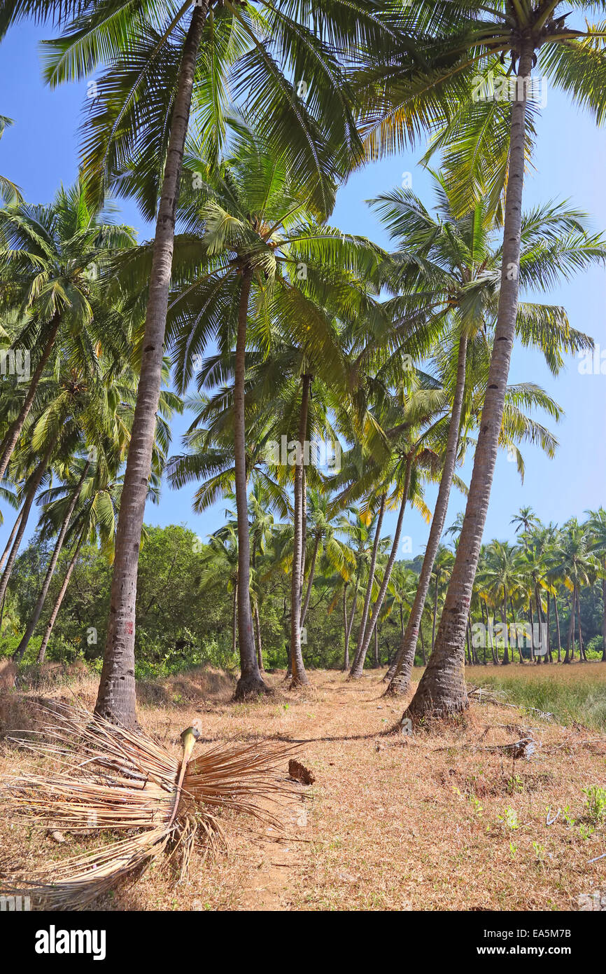 Palm trees plantation resort hi-res stock photography and images - Alamy