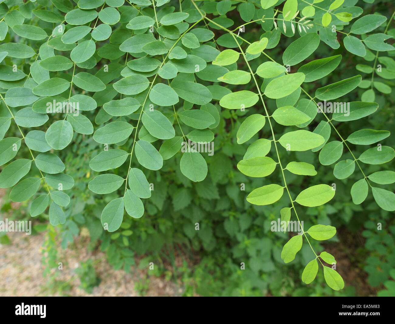 Acacia leaf hi-res stock photography and images - Alamy