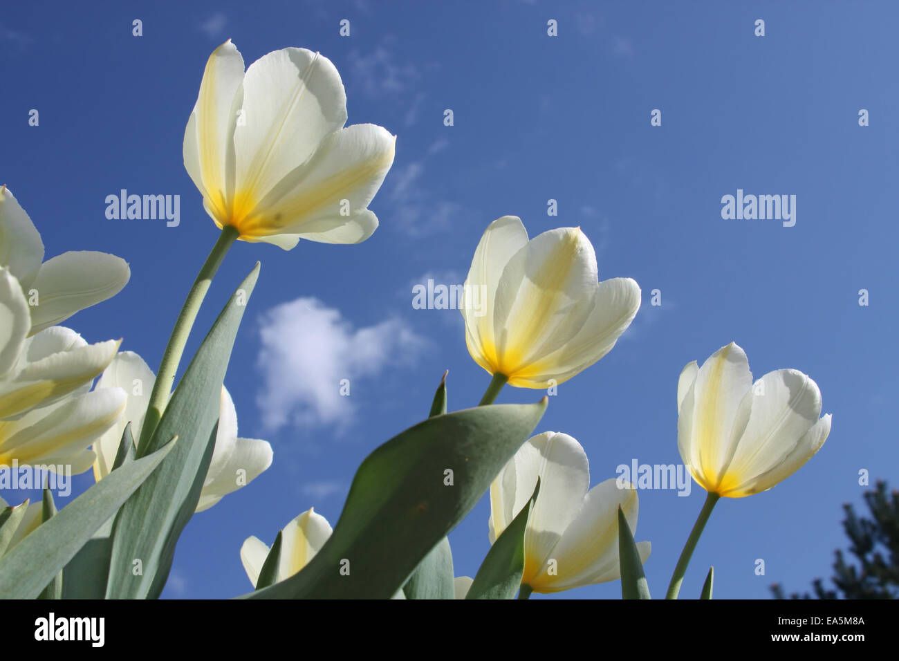 Spring flowers - white tulips Stock Photo - Alamy