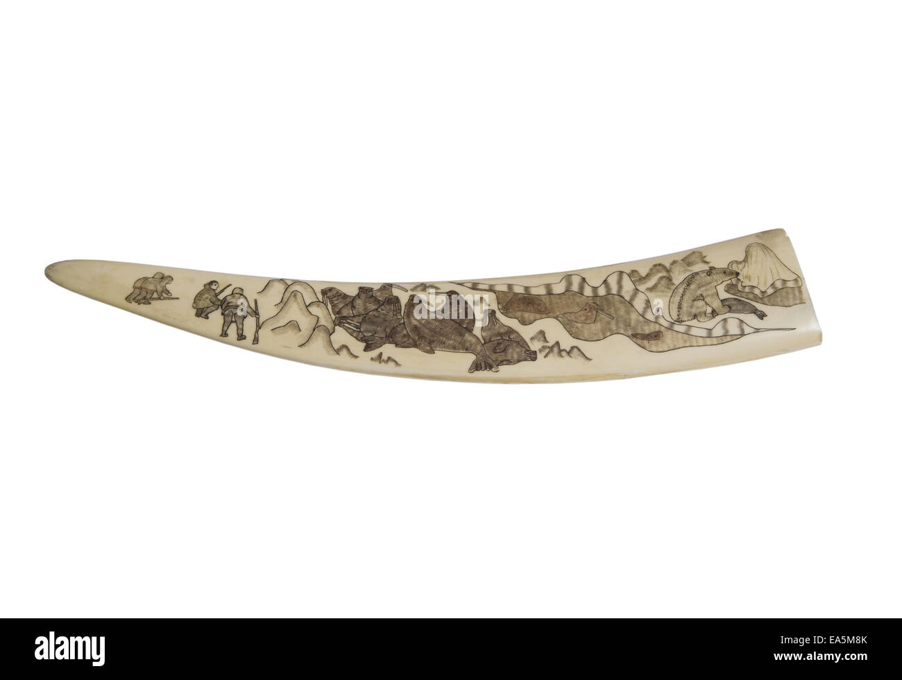 Walrus tusk hi-res stock photography and images - Alamy
