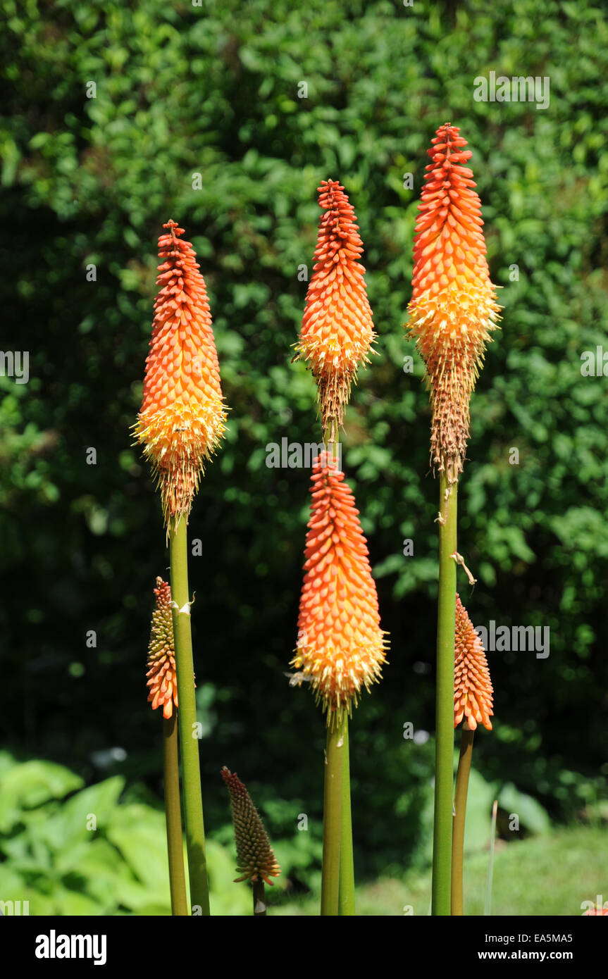 Tritoma torch lily knofflers poker plant hi-res stock photography and ...