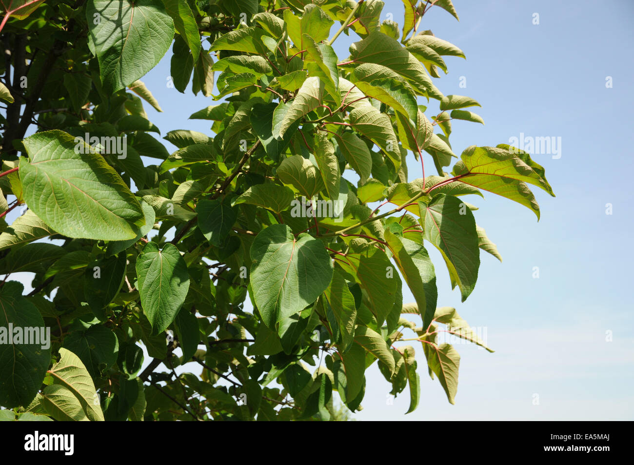 Chinese necklace hi-res stock photography and images - Alamy