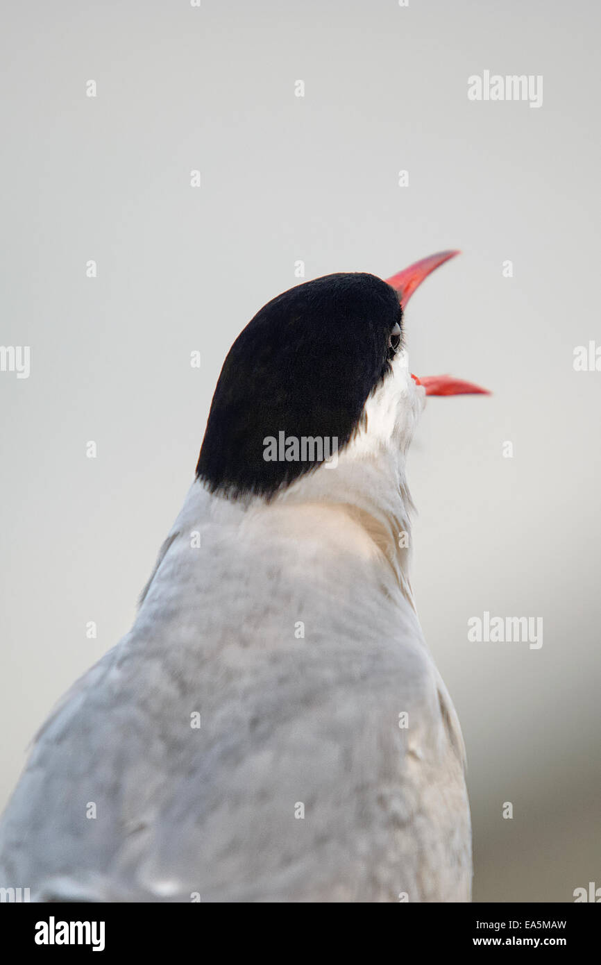 Germany, Schleswig-Holstein, screaming tern, Sternidae, back view Stock ...