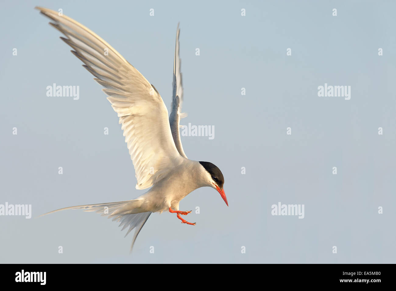 Germany, Schleswig-Holstein, flying tern, Sternidae, in front of blue ...