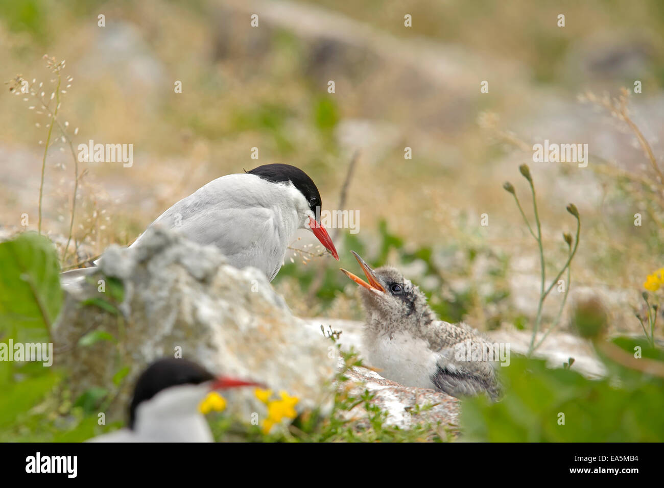 Sternidae family hi-res stock photography and images - Alamy