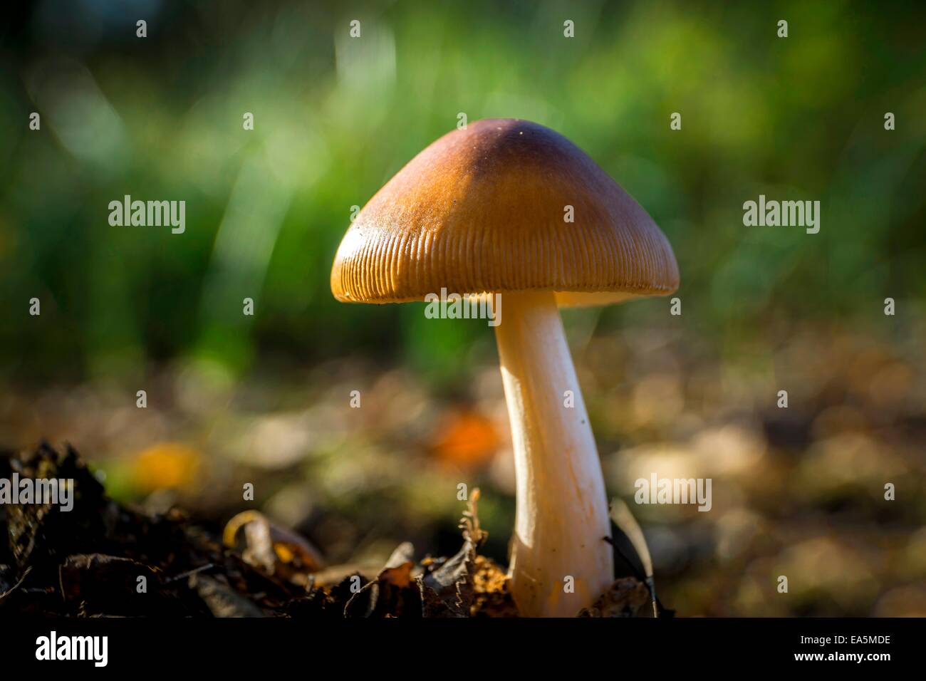 Psilocybe Azurescens Indoor Cultivation