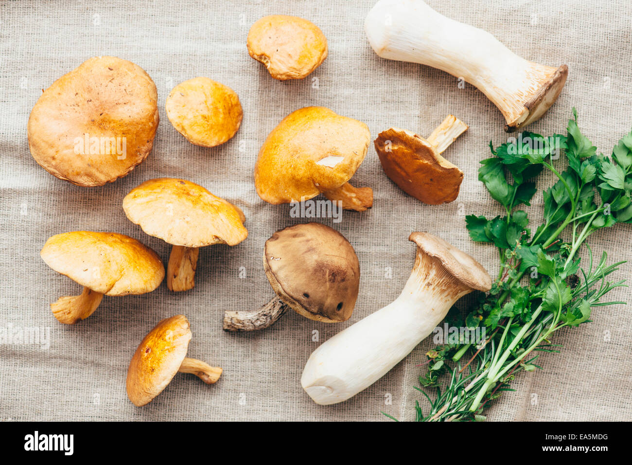 Assorted wild mushrooms Stock Photo - Alamy